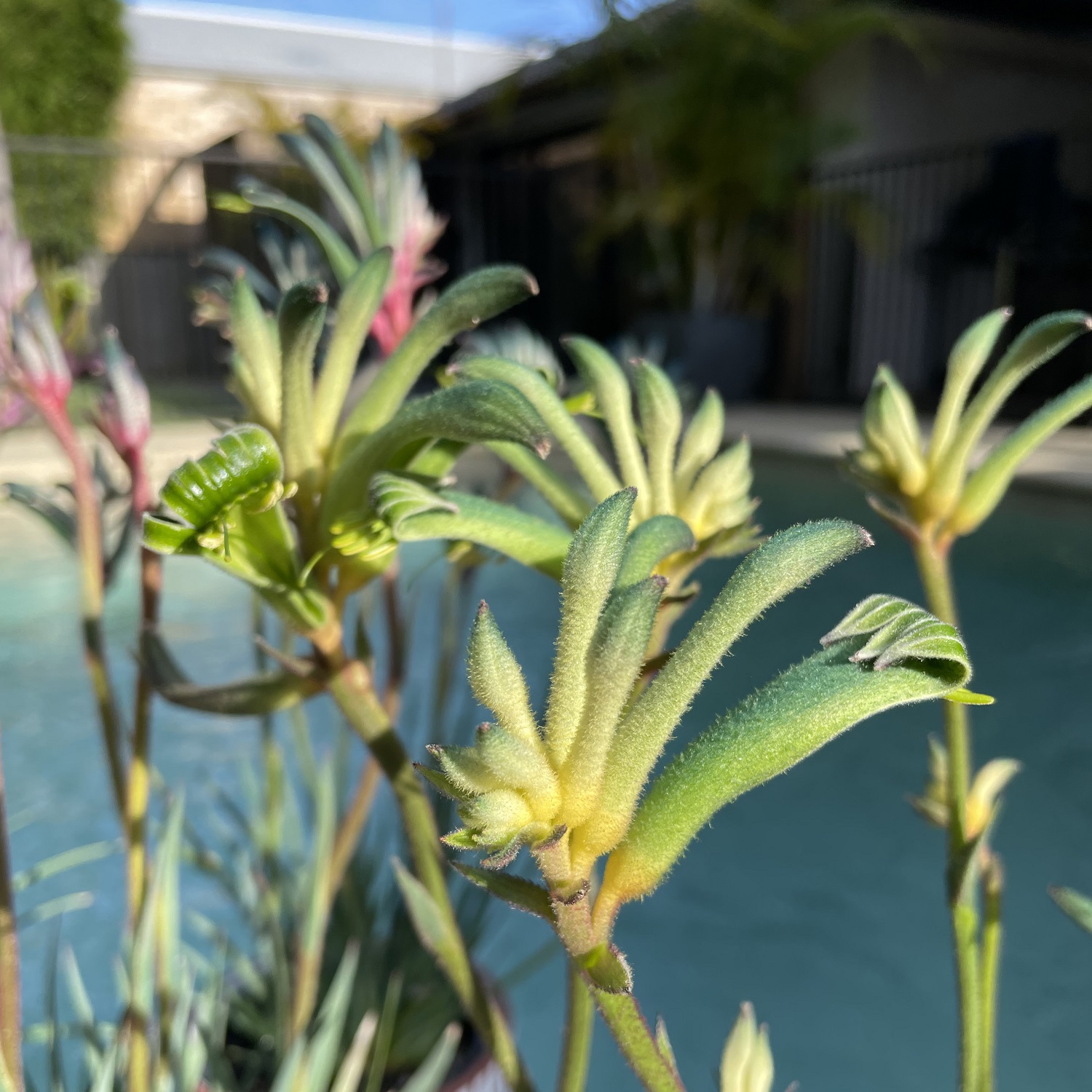 Anigozanthos Aussie Spirit – Anigozanthos Project