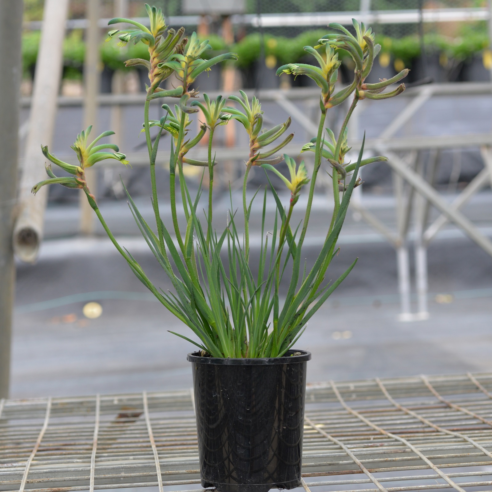 Anigozanthos Aussie Spirit – Anigozanthos Project