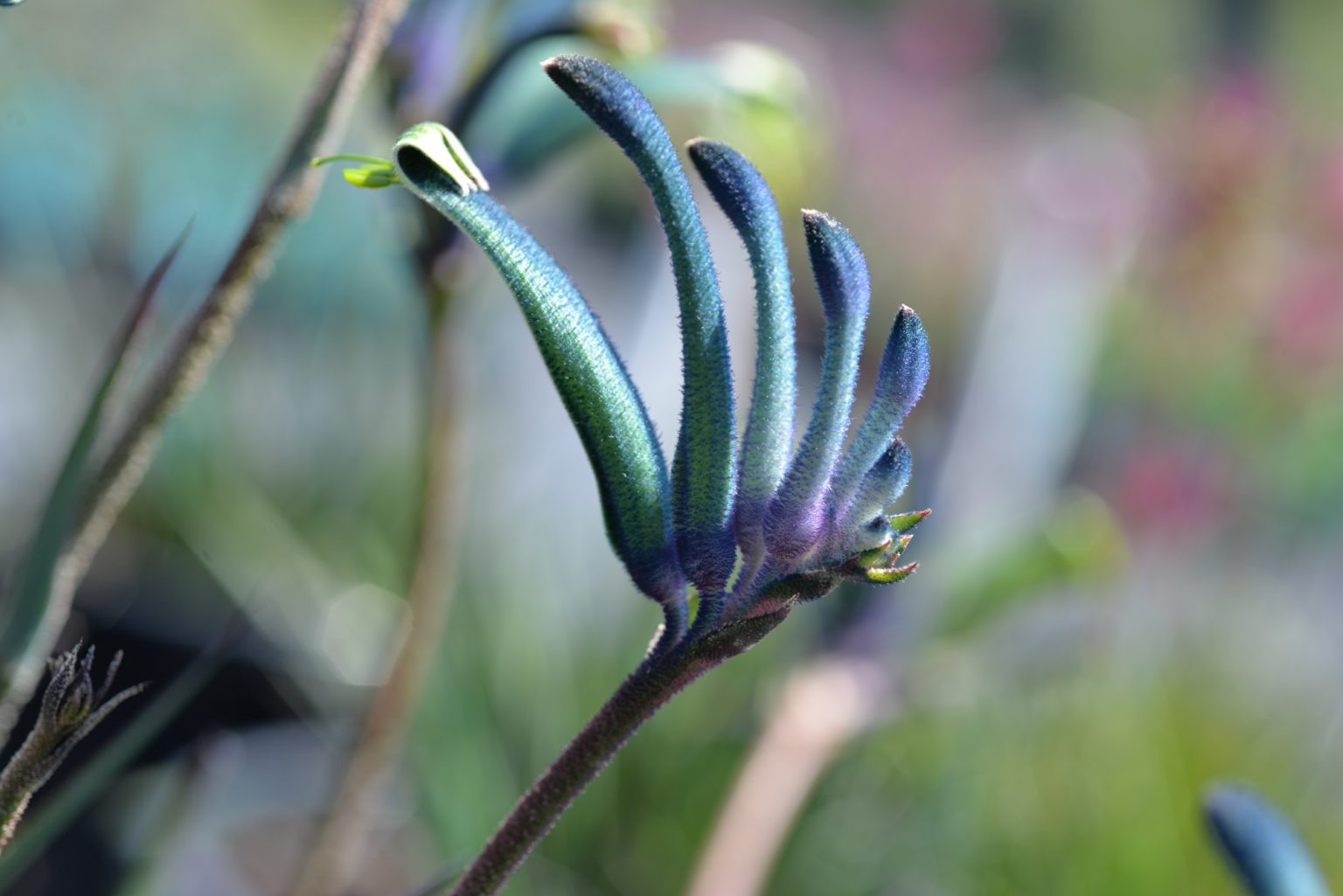 Anigozanthos Masquerade – Anigozanthos Project